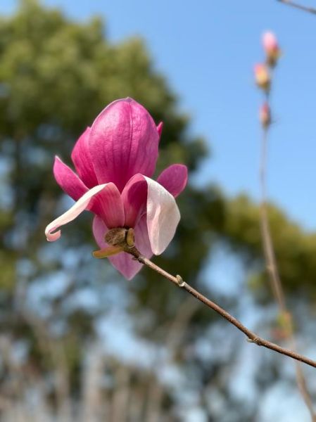 春天有哪些花_春天开的花有哪些-第2张图片-山城妙识