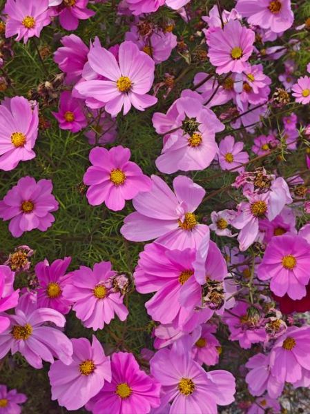 春天有哪些花_春天开的花有哪些-第3张图片-山城妙识
