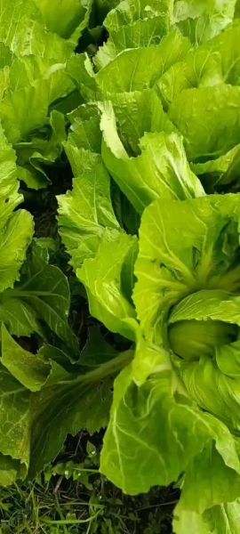 广东芥菜图片_广东芥菜长什么样-第1张图片-山城妙识