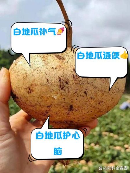 白地瓜的禁忌人群有哪些_白地瓜吃多了有什么副作用-第1张图片-山城妙识