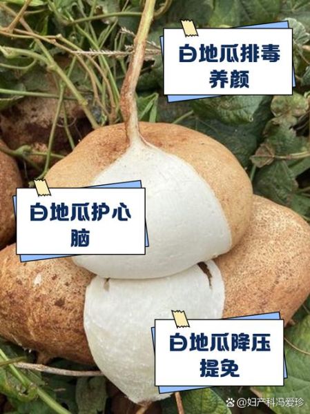 白地瓜的禁忌人群有哪些_白地瓜吃多了有什么副作用-第3张图片-山城妙识
