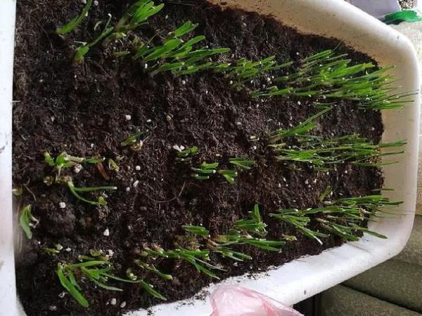 韭菜籽怎么种发芽快_韭菜籽几天能发芽-第2张图片-山城妙识