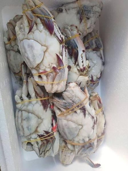 冰冻螃蟹蒸多久能熟_冷冻蟹蒸多长时间-第1张图片-山城妙识 冰冻螃蟹蒸多久能熟_冷冻蟹蒸多长时间-第1张图片-山城妙识