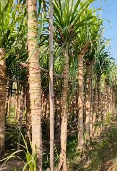 甘蔗产地在哪里_中国甘蔗主产区有哪些-第3张图片-山城妙识