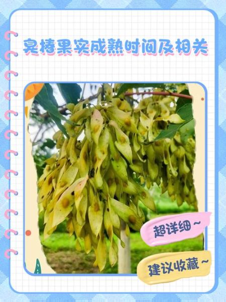 香椿树果实能吃吗_香椿树果实图片长什么样-第2张图片-山城妙识