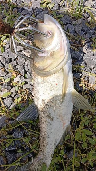 大头鱼刺多吗_适合孩子吃吗-第1张图片-山城妙识