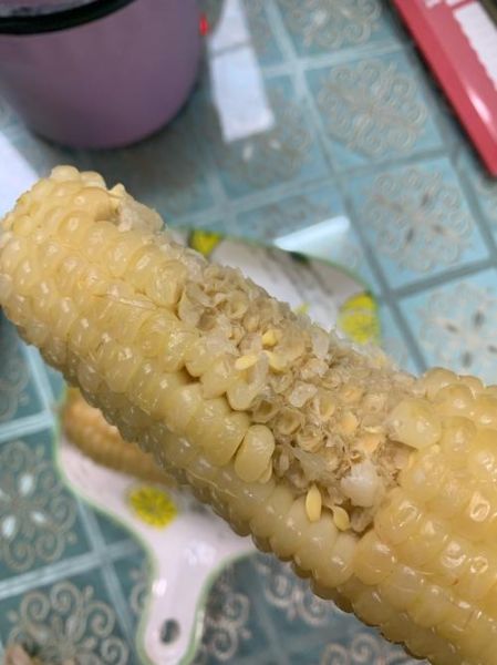 玉米直接蒸可以蒸熟吗_蒸玉米需要多久-第1张图片-山城妙识