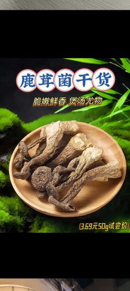 鹿松茸图片大全_鹿松茸的功效与作用-第2张图片-山城妙识