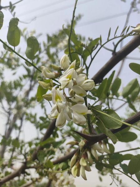蒸洋槐花的做法大全_洋槐花蒸多久才熟-第3张图片-山城妙识 蒸洋槐花的做法大全_洋槐花蒸多久才熟-第3张图片-山城妙识