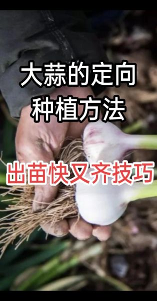 大蒜什么时候种最合适_大蒜种植方法视频教程-第1张图片-山城妙识 大蒜什么时候种最合适_大蒜种植方法视频教程-第1张图片-山城妙识