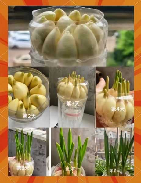 大蒜什么时候种最合适_大蒜种植方法视频教程-第3张图片-山城妙识 大蒜什么时候种最合适_大蒜种植方法视频教程-第3张图片-山城妙识