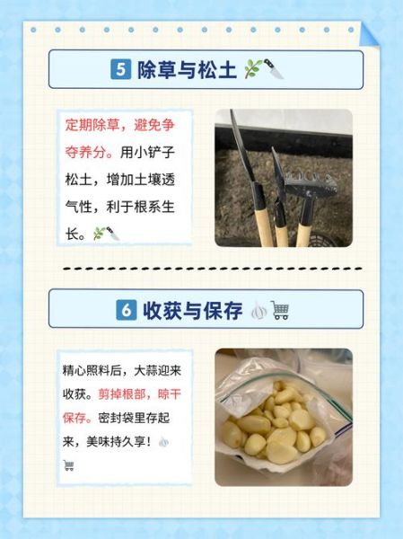 大蒜什么时候种最合适_大蒜种植方法视频教程-第2张图片-山城妙识 大蒜什么时候种最合适_大蒜种植方法视频教程-第2张图片-山城妙识