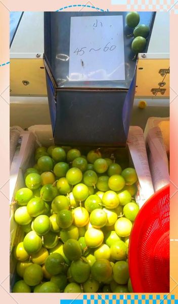 百香果多少钱一斤2020_2020年百香果价格走势-第1张图片-山城妙识