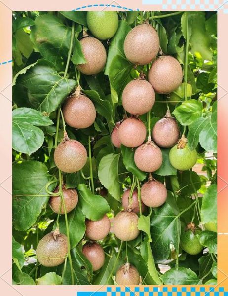 百香果多少钱一斤2020_2020年百香果价格走势-第2张图片-山城妙识