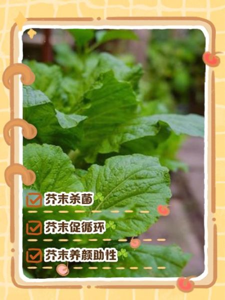 芥末能消炎止痛吗_芥末的药用功效与作用-第1张图片-山城妙识 芥末能消炎止痛吗_芥末的药用功效与作用-第1张图片-山城妙识