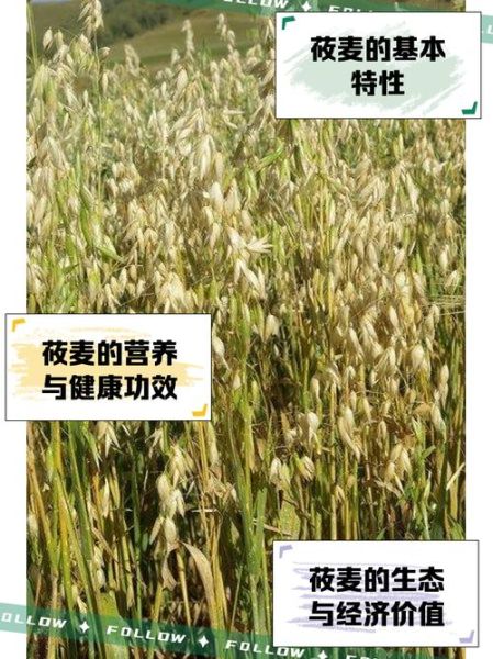 莜麦怎么读_莜麦和燕麦的区别-第1张图片-山城妙识