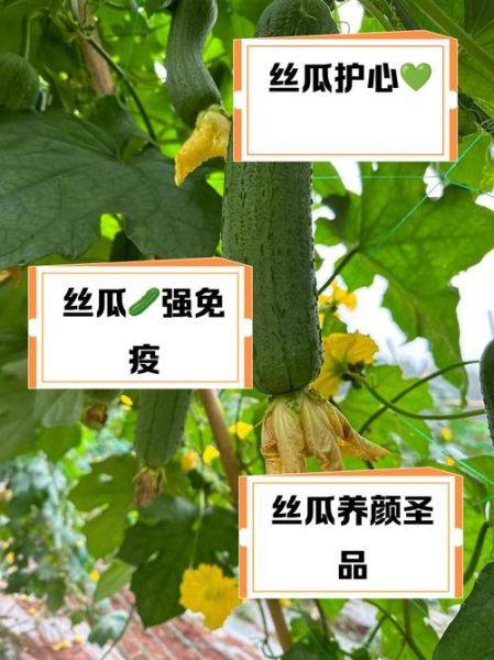 女性吃丝瓜的好处和坏处_丝瓜对女性的影响有哪些-第1张图片-山城妙识 女性吃丝瓜的好处和坏处_丝瓜对女性的影响有哪些-第1张图片-山城妙识