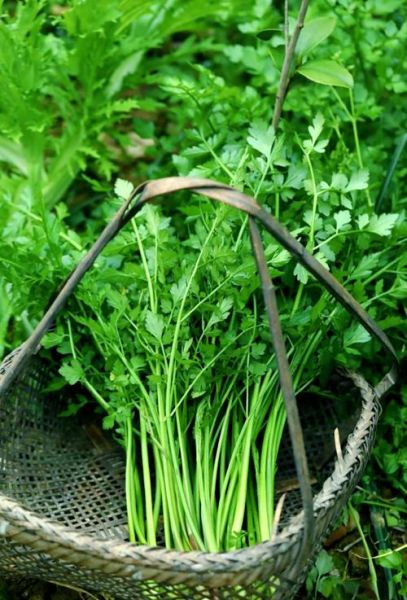 野生水芹菜的功效与作用_野生水芹菜怎么吃-第3张图片-山城妙识