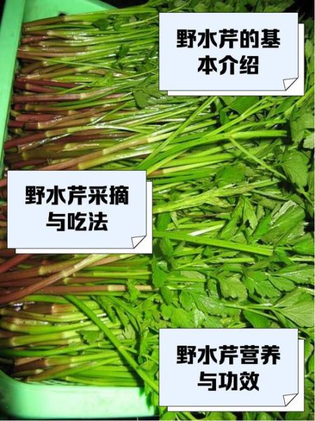 野生水芹菜的功效与作用_野生水芹菜怎么吃-第1张图片-山城妙识