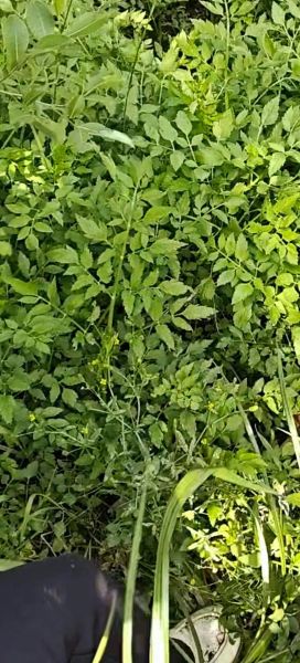 野生水芹菜的功效与作用_野生水芹菜怎么吃-第2张图片-山城妙识