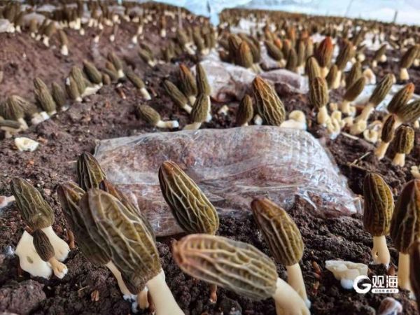 种植蘑菇的成本与利润_一亩地能赚多少钱-第1张图片-山城妙识 种植蘑菇的成本与利润_一亩地能赚多少钱-第1张图片-山城妙识