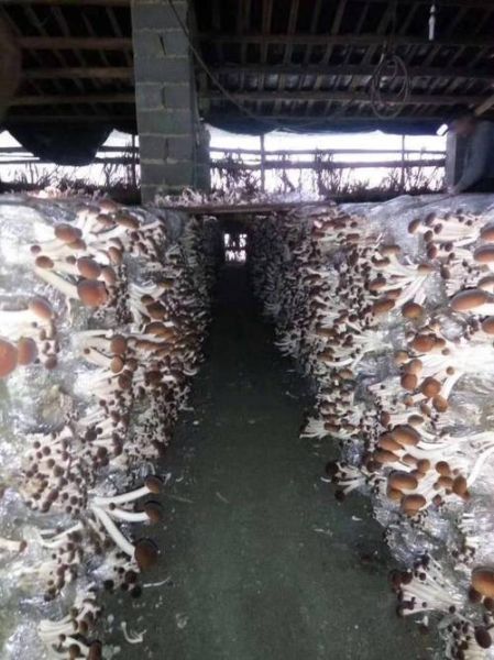 种植蘑菇的成本与利润_一亩地能赚多少钱-第3张图片-山城妙识 种植蘑菇的成本与利润_一亩地能赚多少钱-第3张图片-山城妙识