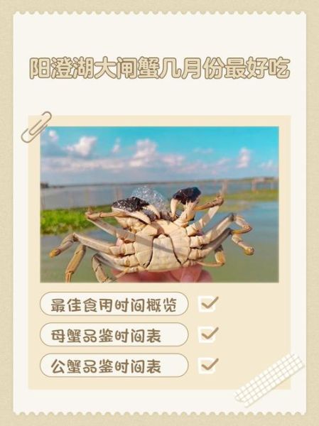 阳澄湖大闸蟹什么时候上市_2021年上市时间-第1张图片-山城妙识 阳澄湖大闸蟹什么时候上市_2021年上市时间-第1张图片-山城妙识