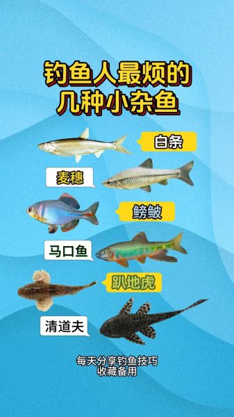 马口鱼怎么钓_马口鱼吃什么饵-第3张图片-山城妙识 马口鱼怎么钓_马口鱼吃什么饵-第3张图片-山城妙识