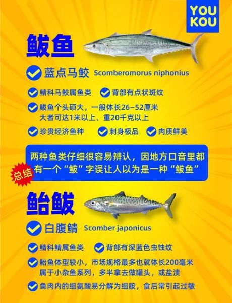 鲅鱼和鲐鲅鱼区别图片_如何一眼分辨-第1张图片-山城妙识
