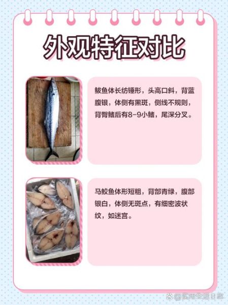 鲅鱼和鲐鲅鱼区别图片_如何一眼分辨-第2张图片-山城妙识