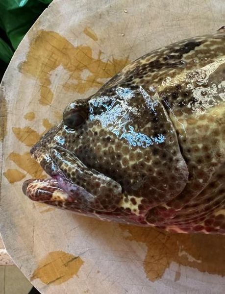 老虎斑和石斑鱼哪个贵_价格差异到底有多大-第2张图片-山城妙识 老虎斑和石斑鱼哪个贵_价格差异到底有多大-第2张图片-山城妙识