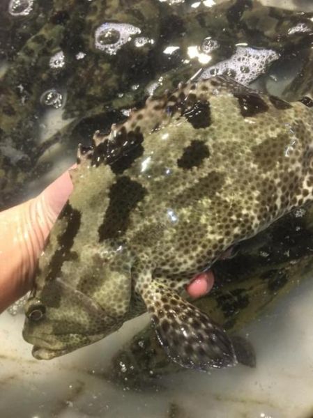 老虎斑和石斑鱼哪个贵_价格差异到底有多大-第3张图片-山城妙识 老虎斑和石斑鱼哪个贵_价格差异到底有多大-第3张图片-山城妙识