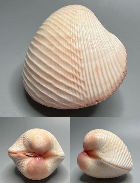 鸟蛤怎么读_鸟蛤读音是什么-第1张图片-山城妙识 鸟蛤怎么读_鸟蛤读音是什么-第1张图片-山城妙识