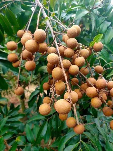 龙眼产地主要在哪个省_龙眼哪里最出名-第3张图片-山城妙识