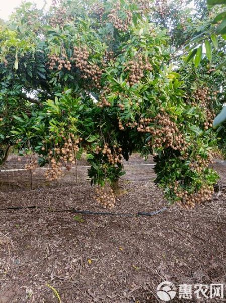 龙眼产地主要在哪个省_龙眼哪里最出名-第2张图片-山城妙识