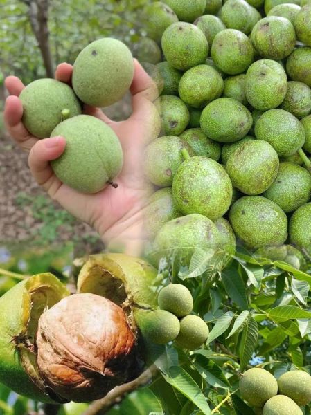 青皮核桃怎么去皮快_新鲜核桃快速去皮方法-第2张图片-山城妙识 青皮核桃怎么去皮快_新鲜核桃快速去皮方法-第2张图片-山城妙识