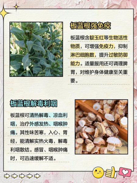 板蓝根冲剂的功效与作用_板蓝根冲剂禁忌有哪些-第3张图片-山城妙识 板蓝根冲剂的功效与作用_板蓝根冲剂禁忌有哪些-第3张图片-山城妙识