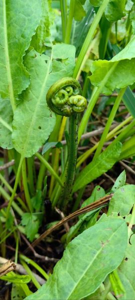 农村野菜有哪些_怎么辨认野生菜图片-第2张图片-山城妙识