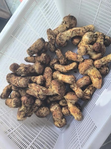 松茸为什么那么贵_松茸多少钱一斤-第3张图片-山城妙识 松茸为什么那么贵_松茸多少钱一斤-第3张图片-山城妙识