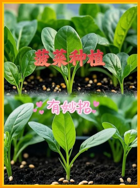 菠菜什么时候种最合适_菠菜种植方法步骤详解-第1张图片-山城妙识