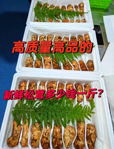 松茸为什么那么贵_松茸多少钱一斤-第2张图片-山城妙识 松茸为什么那么贵_松茸多少钱一斤-第2张图片-山城妙识