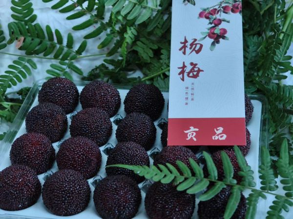 慈溪杨梅什么时候上市_慈溪杨梅上市时间-第1张图片-山城妙识 慈溪杨梅什么时候上市_慈溪杨梅上市时间-第1张图片-山城妙识