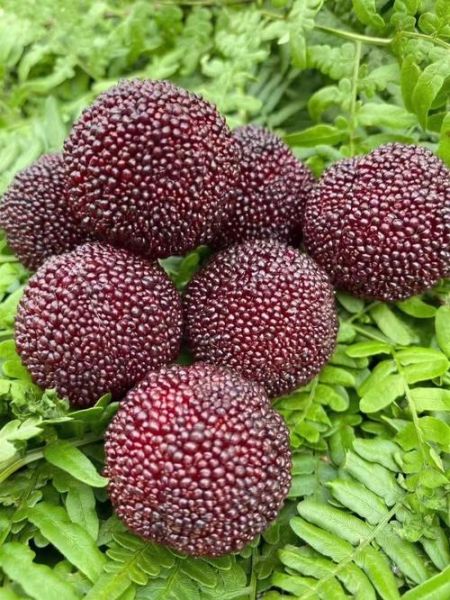 慈溪杨梅什么时候上市_慈溪杨梅上市时间-第2张图片-山城妙识 慈溪杨梅什么时候上市_慈溪杨梅上市时间-第2张图片-山城妙识