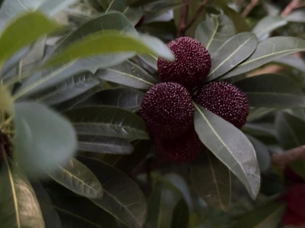 慈溪杨梅什么时候上市_慈溪杨梅上市时间-第3张图片-山城妙识 慈溪杨梅什么时候上市_慈溪杨梅上市时间-第3张图片-山城妙识