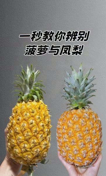 菠萝和凤梨的区别_哪个更甜-第1张图片-山城妙识 菠萝和凤梨的区别_哪个更甜-第1张图片-山城妙识