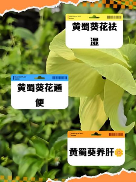 黄蜀葵根的功效与作用_黄蜀葵根怎么使用-第1张图片-山城妙识 黄蜀葵根的功效与作用_黄蜀葵根怎么使用-第1张图片-山城妙识