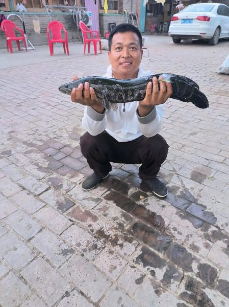 世界上最大的黑鱼有多大_黑鱼能长多大-第1张图片-山城妙识