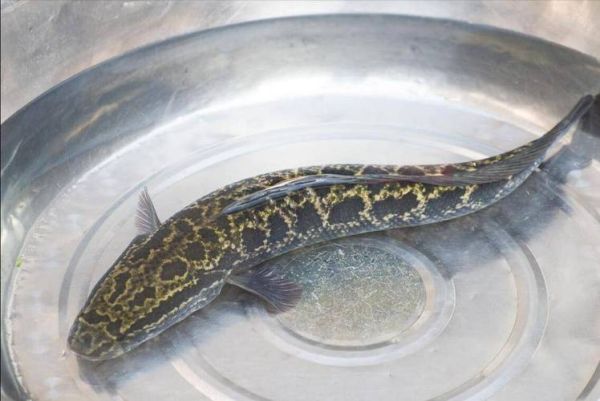 世界上最大的黑鱼有多大_黑鱼能长多大-第2张图片-山城妙识