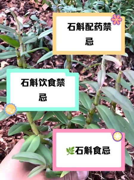 铁皮石斛哪些人不能吃_三种人坚决不能吃铁皮石斛-第1张图片-山城妙识