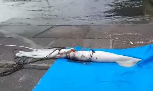 世界最大的乌贼有多大_大王乌贼能长多长-第1张图片-山城妙识 世界最大的乌贼有多大_大王乌贼能长多长-第1张图片-山城妙识